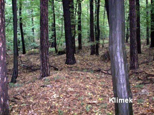 Zobacz wątek - Racibórz Obora, kurhany • Eksploratorzy